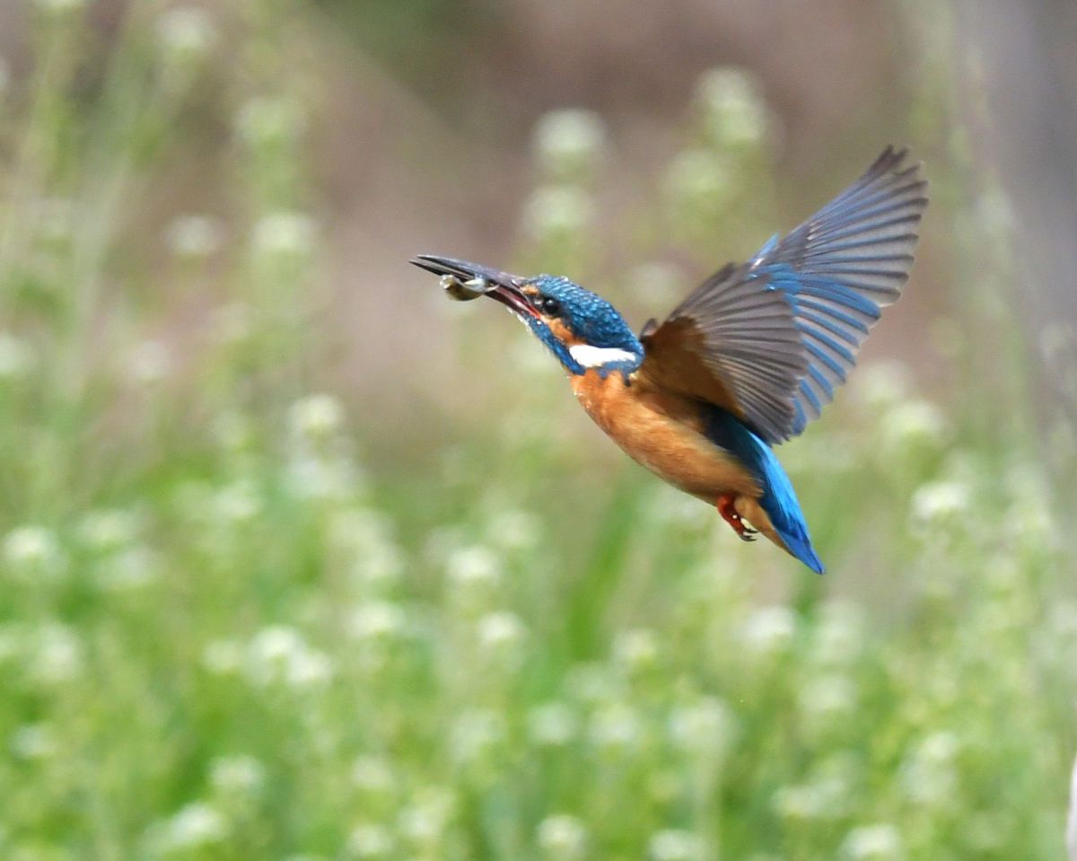 tつかまいた03 | GANREF