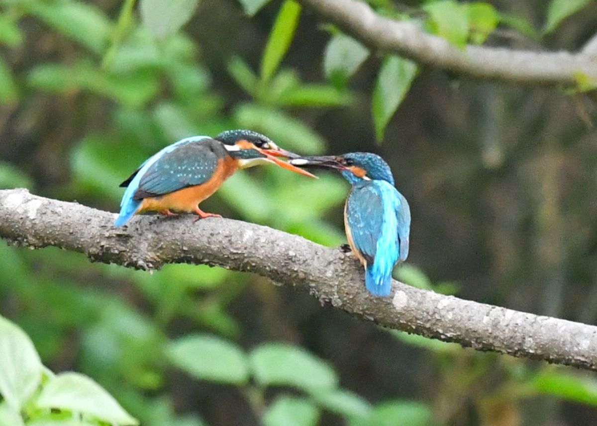 水辺の宝石16 | GANREF