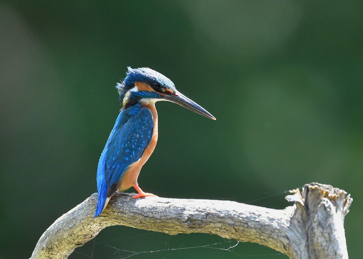 水辺の宝石 27 | GANREF