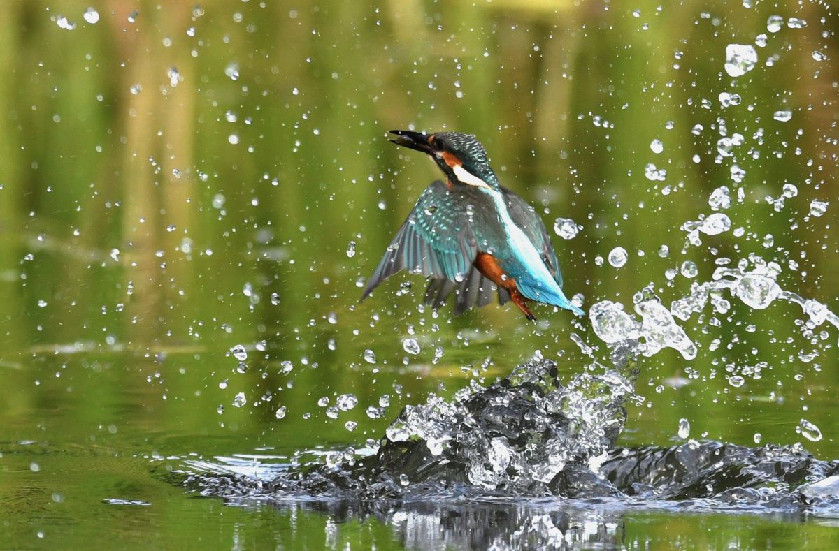 水辺の宝石 33 | GANREF