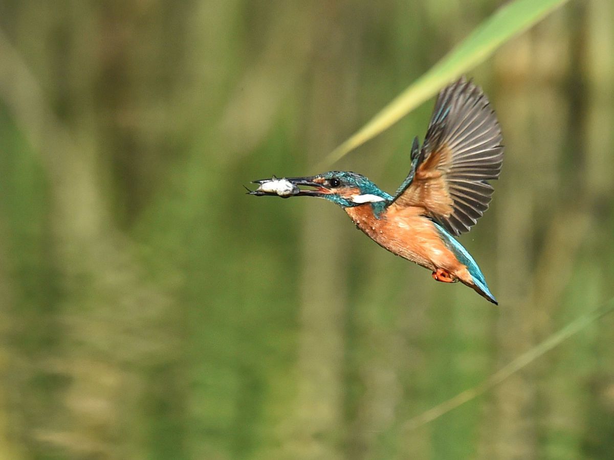 水辺の宝石 46 | GANREF