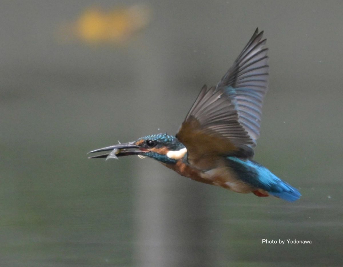 水辺の宝石 92 | GANREF