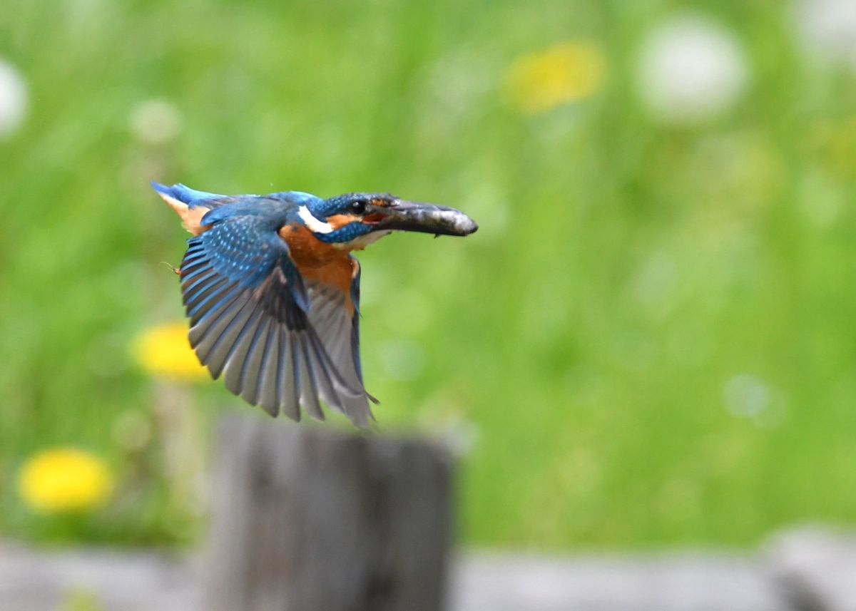 つかまいた11 | GANREF