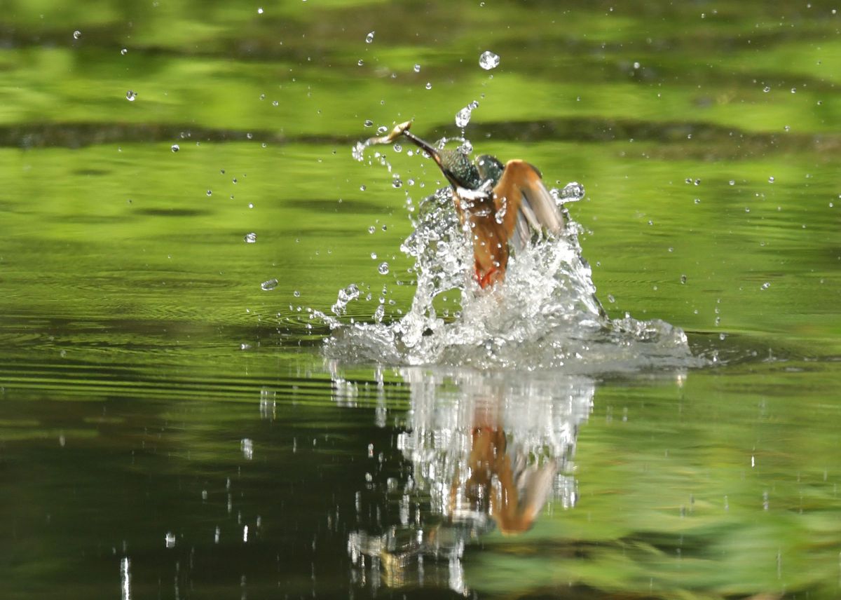 水辺の宝石 57 | GANREF