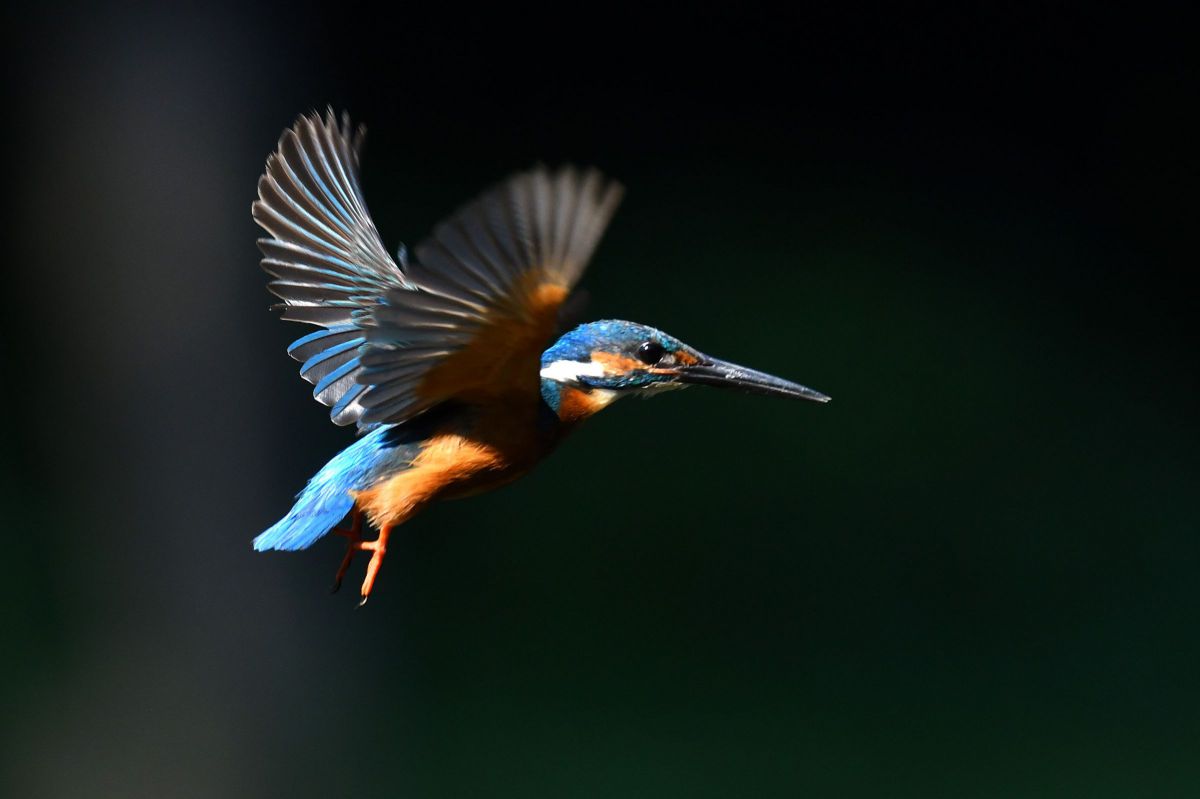 水辺の宝石 51 | GANREF