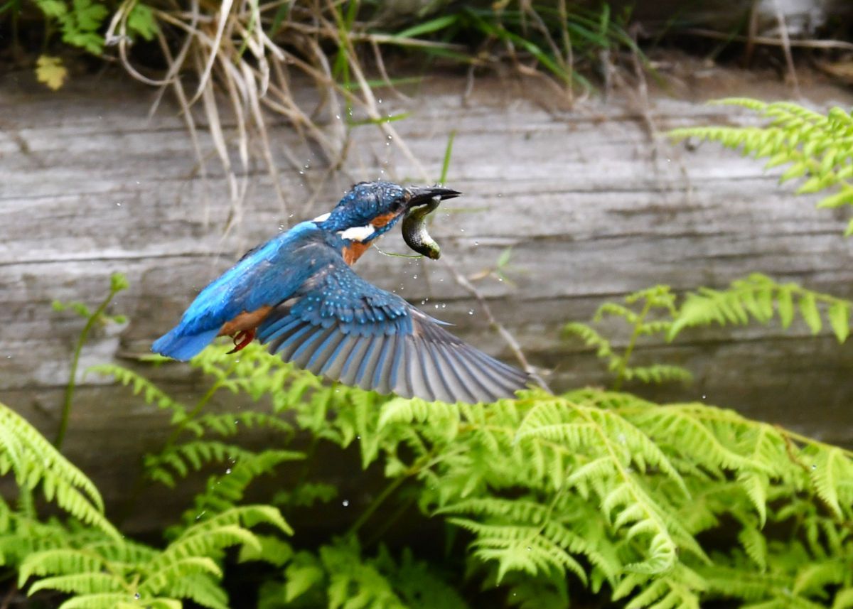 水辺の宝石 21 | GANREF