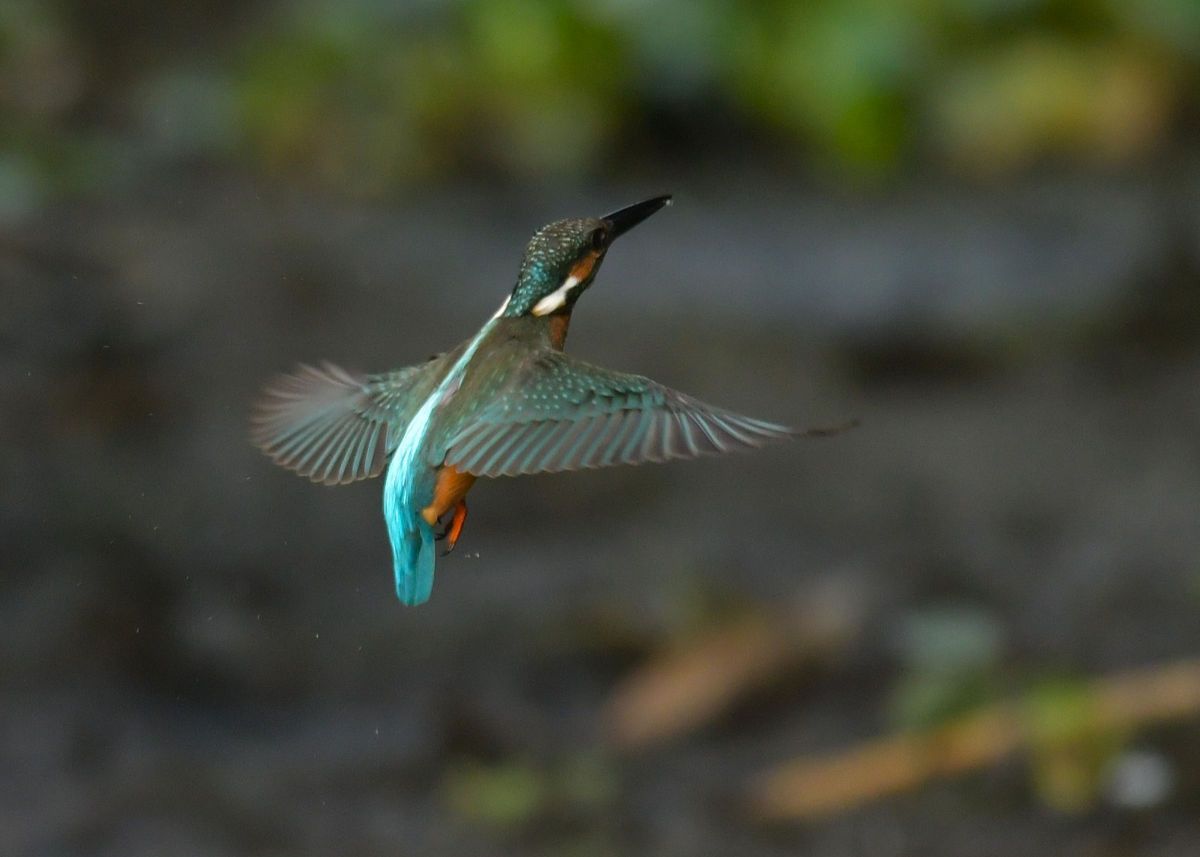 水辺の宝石71 | GANREF