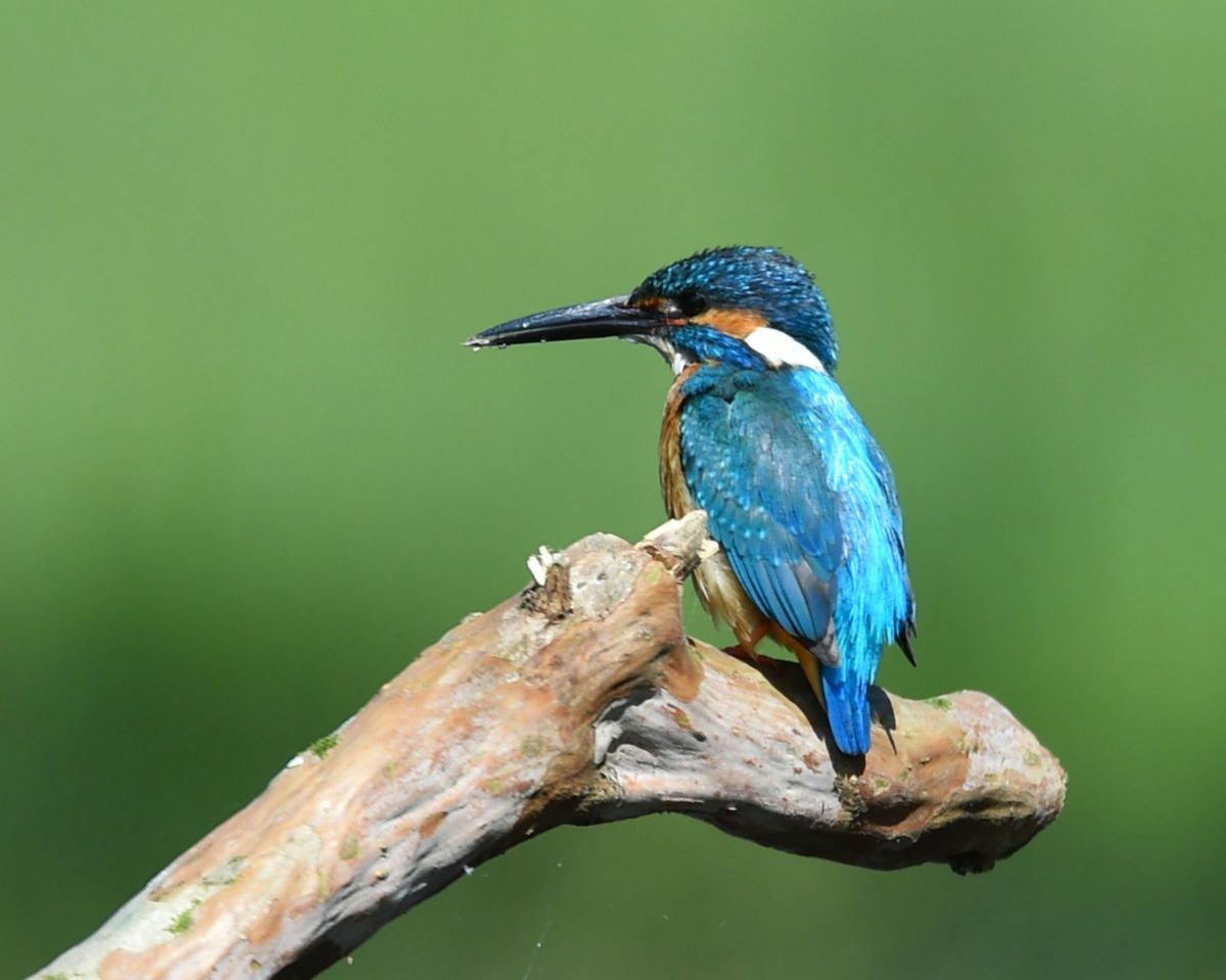 水辺の宝石 19 | GANREF