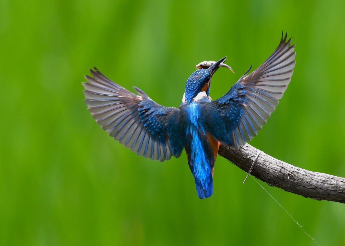 水辺の宝石 31 | GANREF