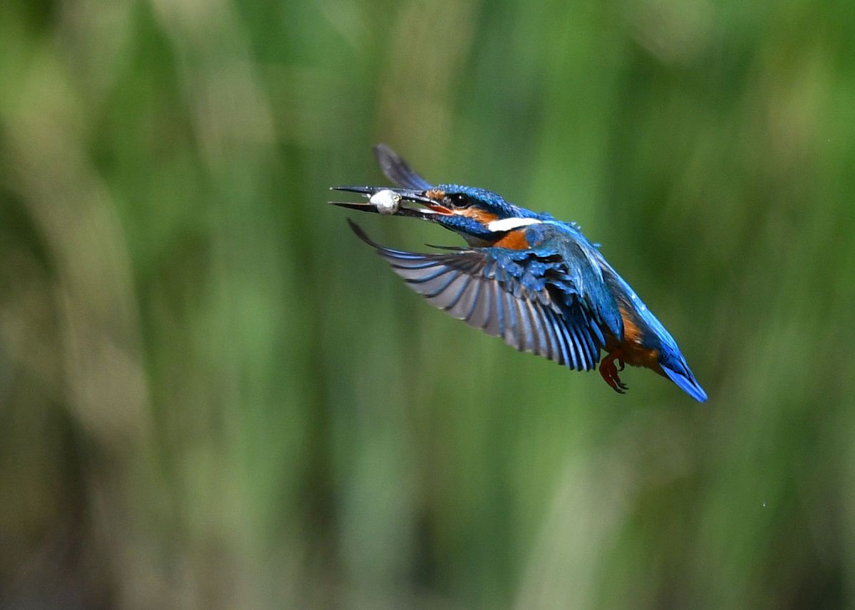 水辺の宝石 36 | GANREF