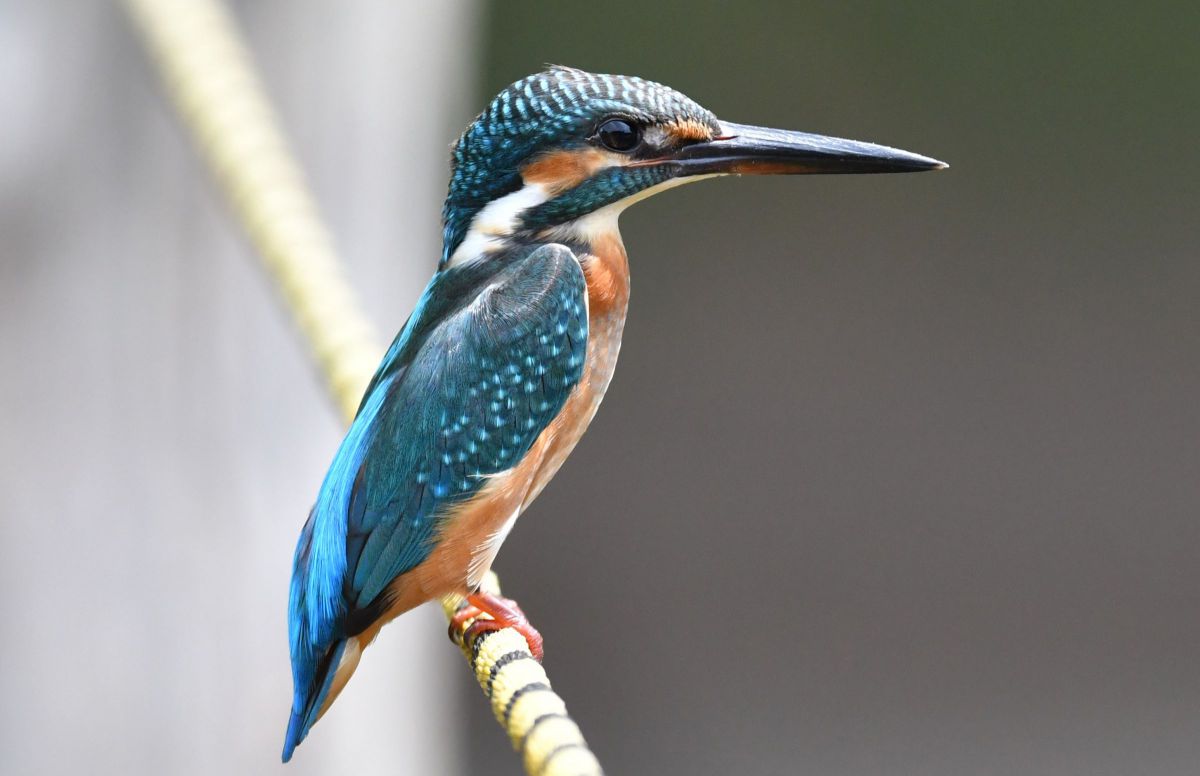 水辺の宝石 55 | GANREF