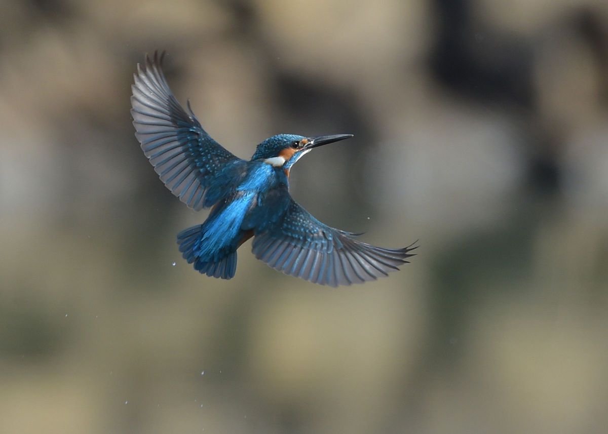 水辺の宝石 23 | GANREF