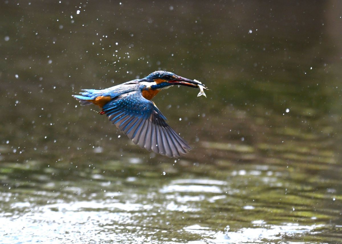 水辺の宝石15 | GANREF