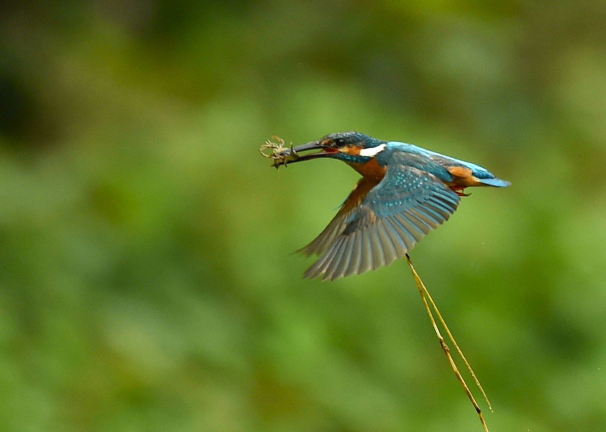 水辺の宝石 29 | GANREF