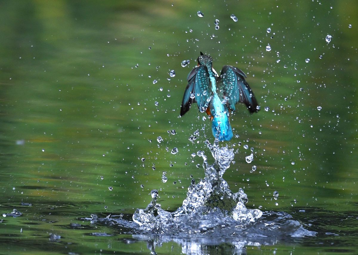 水辺の宝石 43 | GANREF