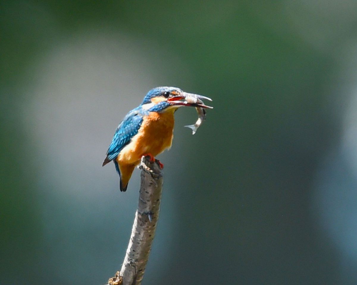 水辺の宝石 18 | GANREF