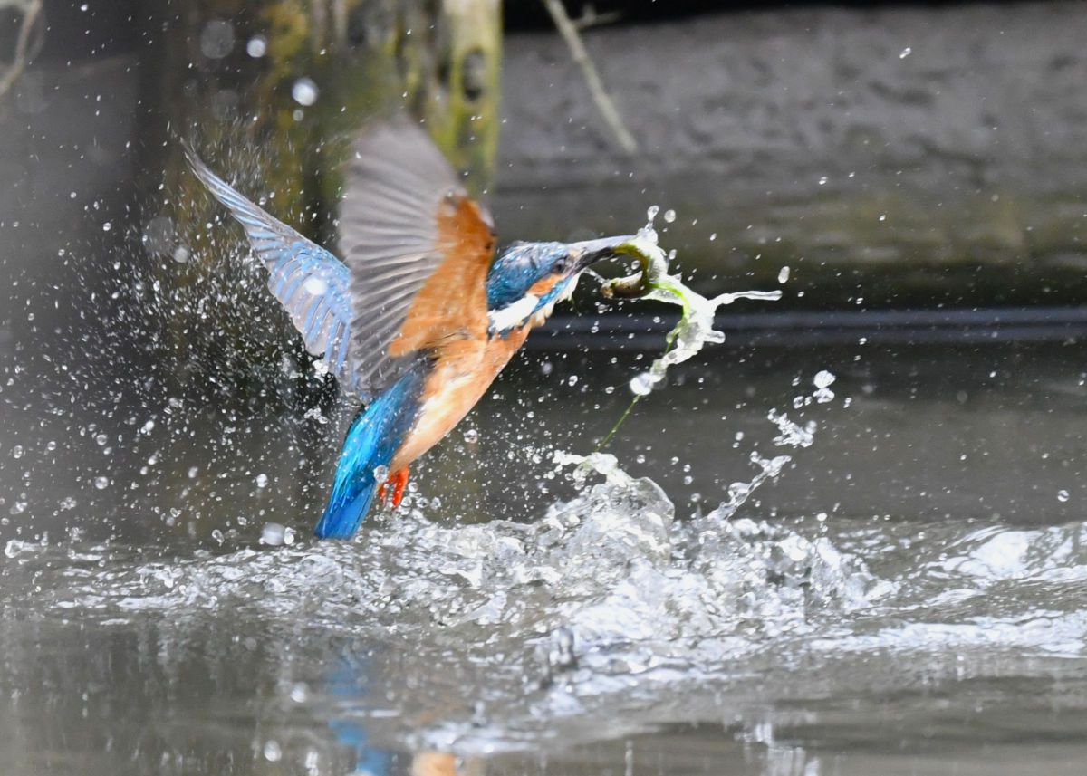 水辺の宝石 22 | GANREF