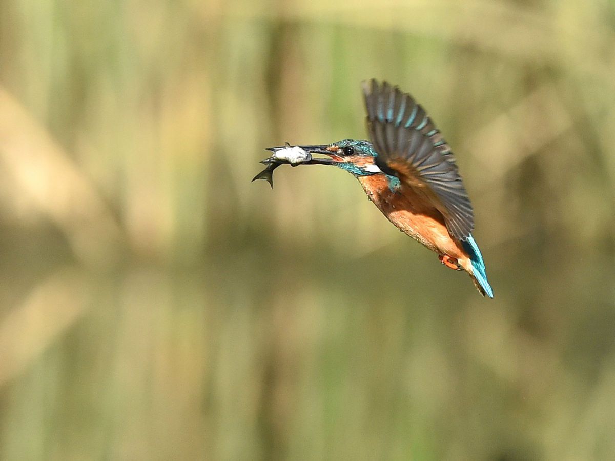 水辺の宝石 48 | GANREF