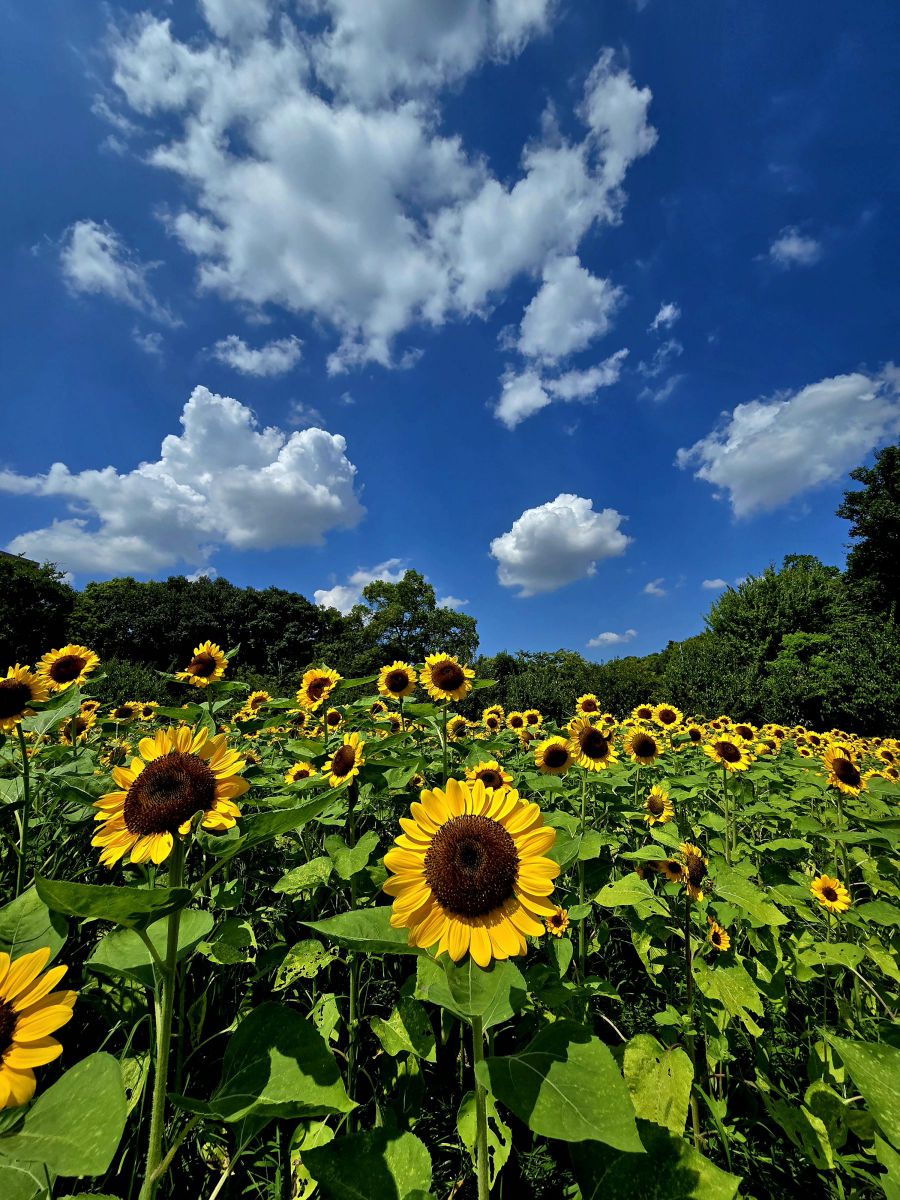 KING.Of.Summer | GANREF