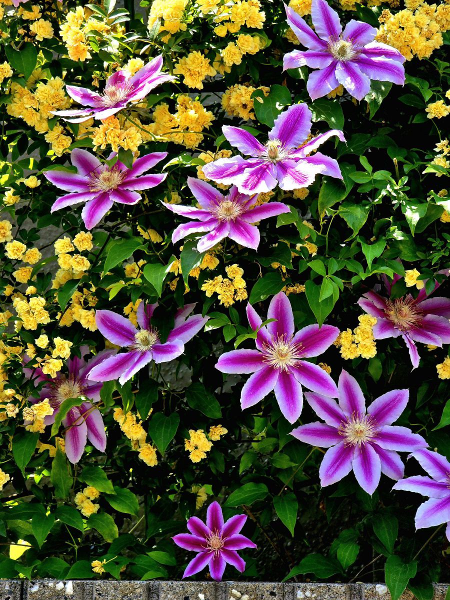 Spring.Collar | GANREF