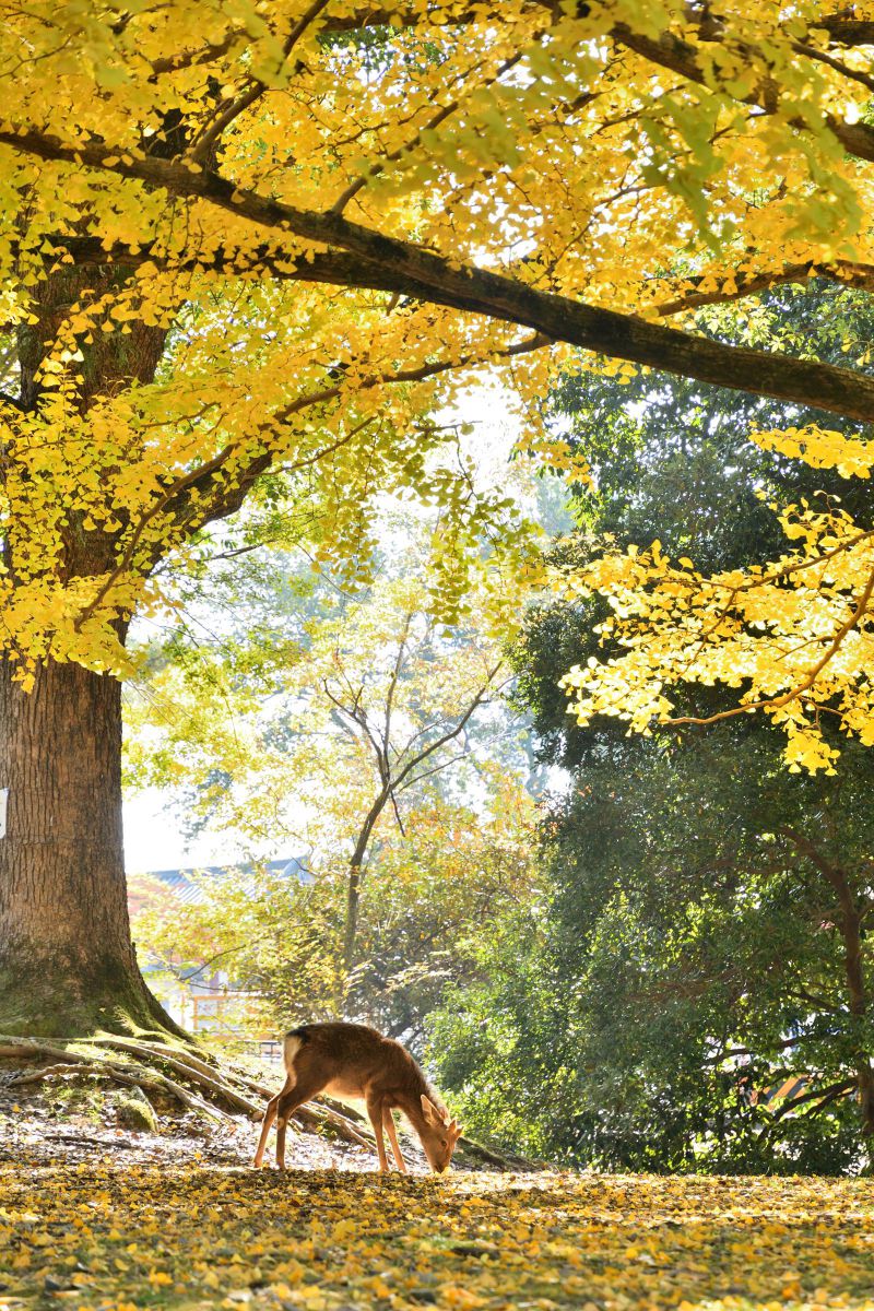 イチョウの下で | GANREF