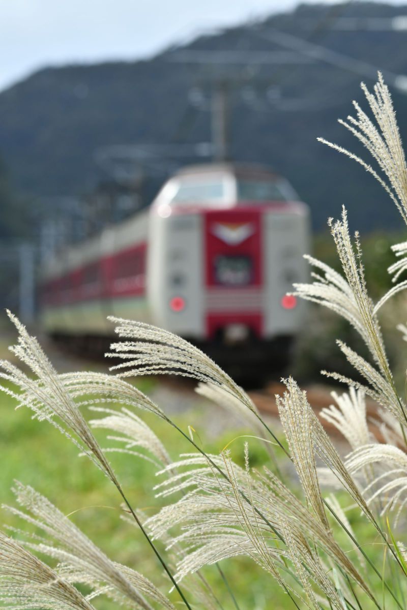 ススキとやくも | GANREF