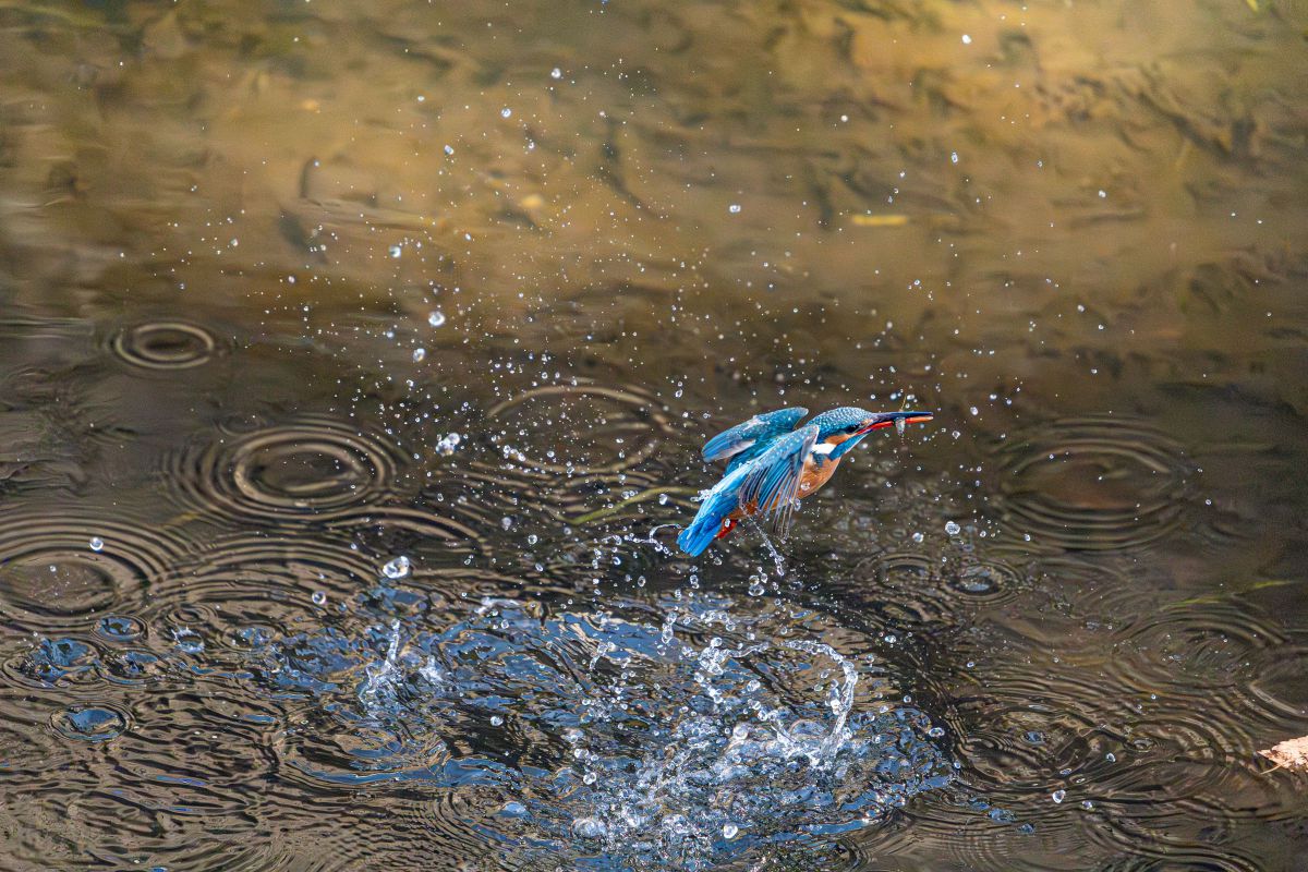 カワセミちゃん | GANREF