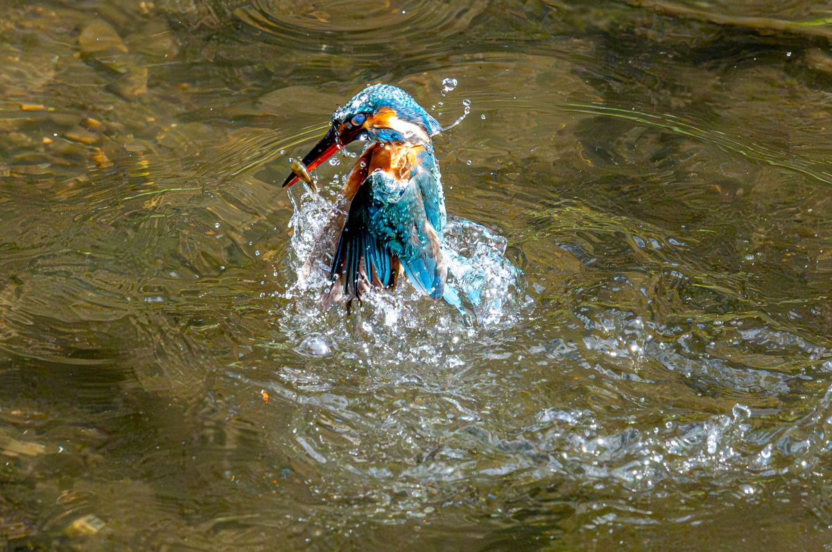 獲物ゲット | GANREF