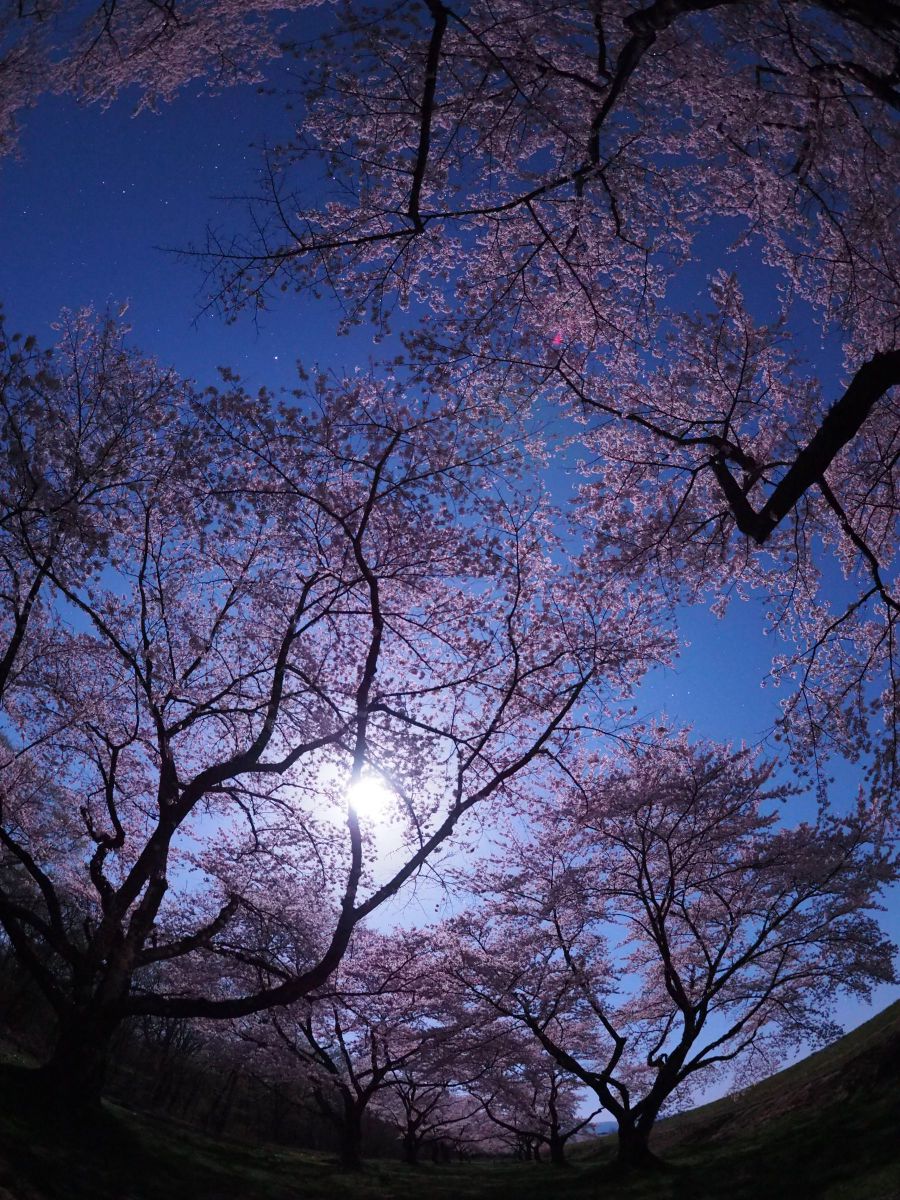 Moonlight Cherry | GANREF