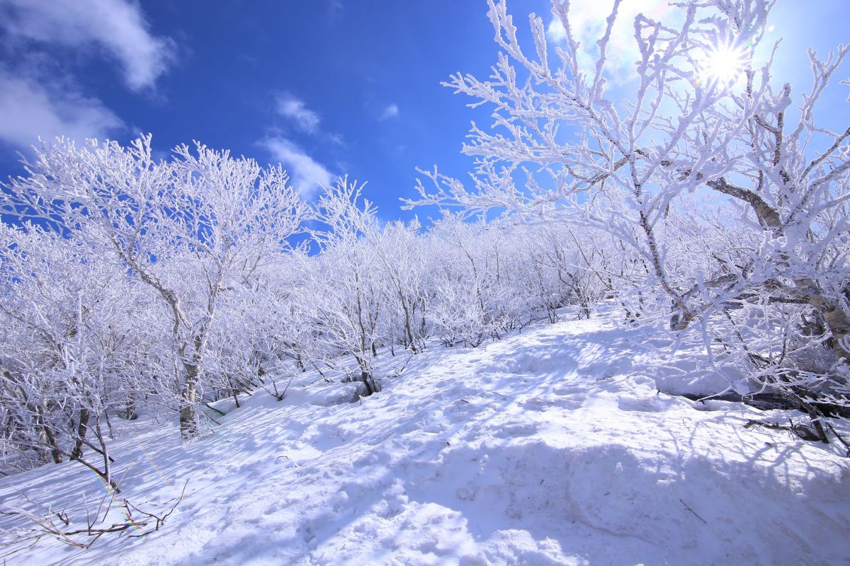 Snow White Sunshine | GANREF