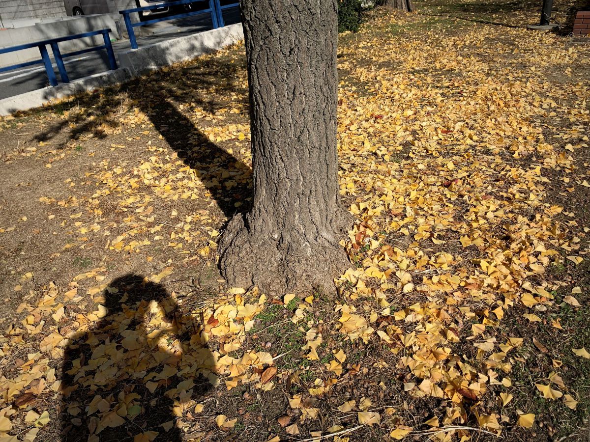 「As Time Goes By」 | GANREF