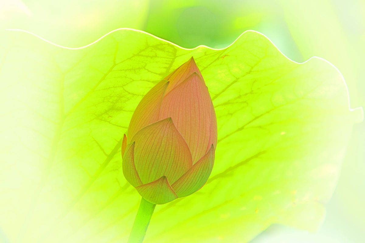 One Summer Dream | GANREF