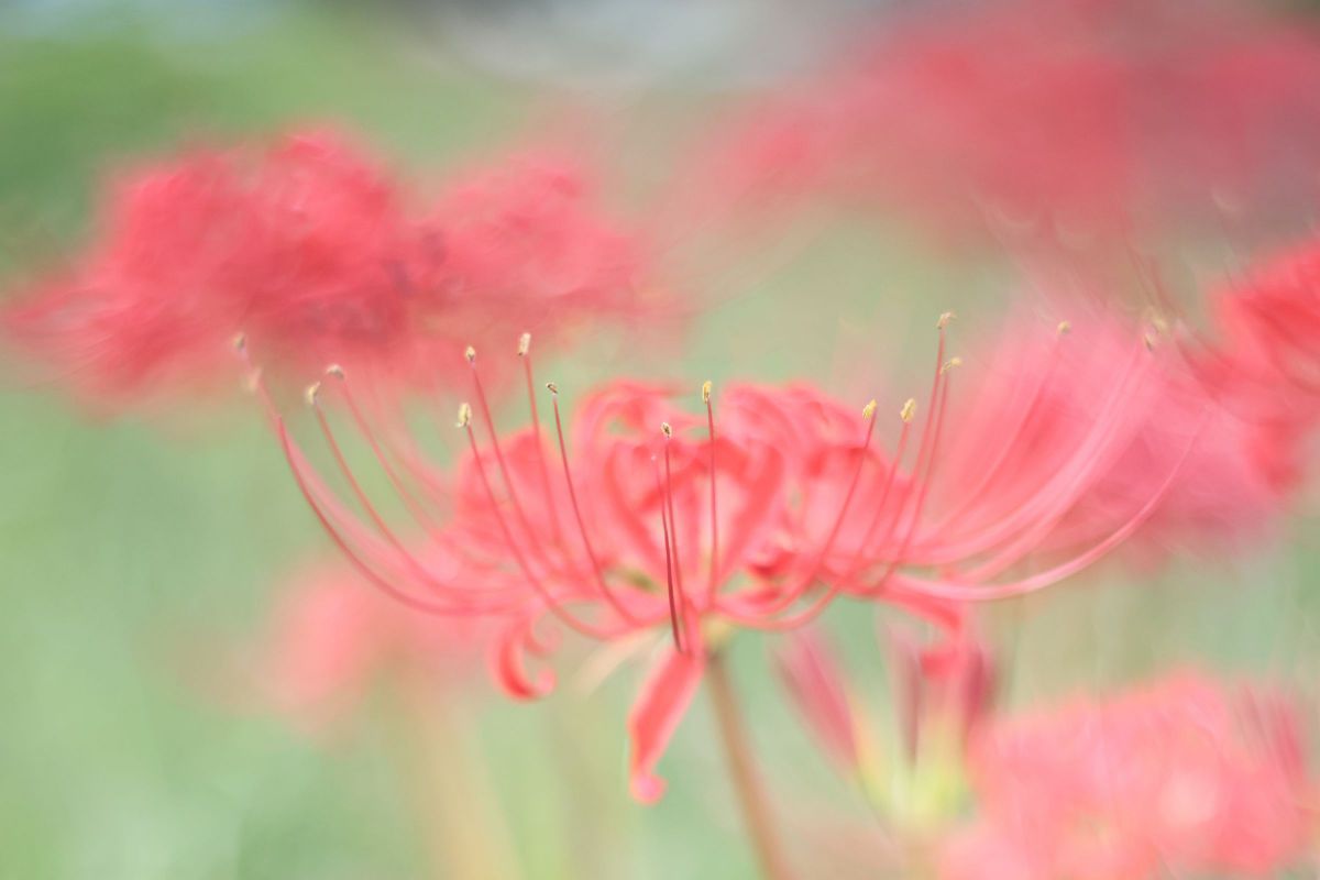 Red Lycoris | GANREF
