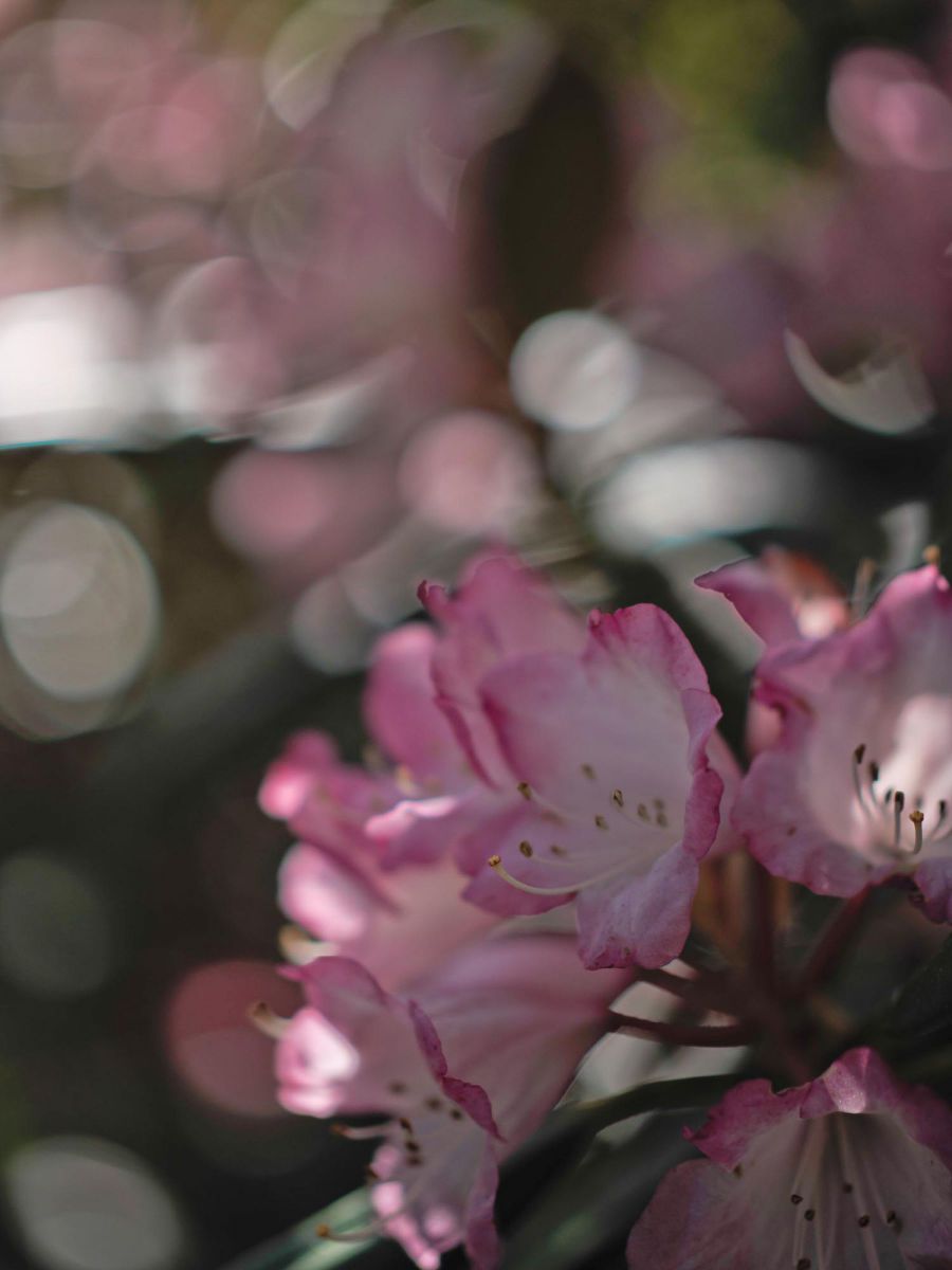 木陰に咲く | GANREF