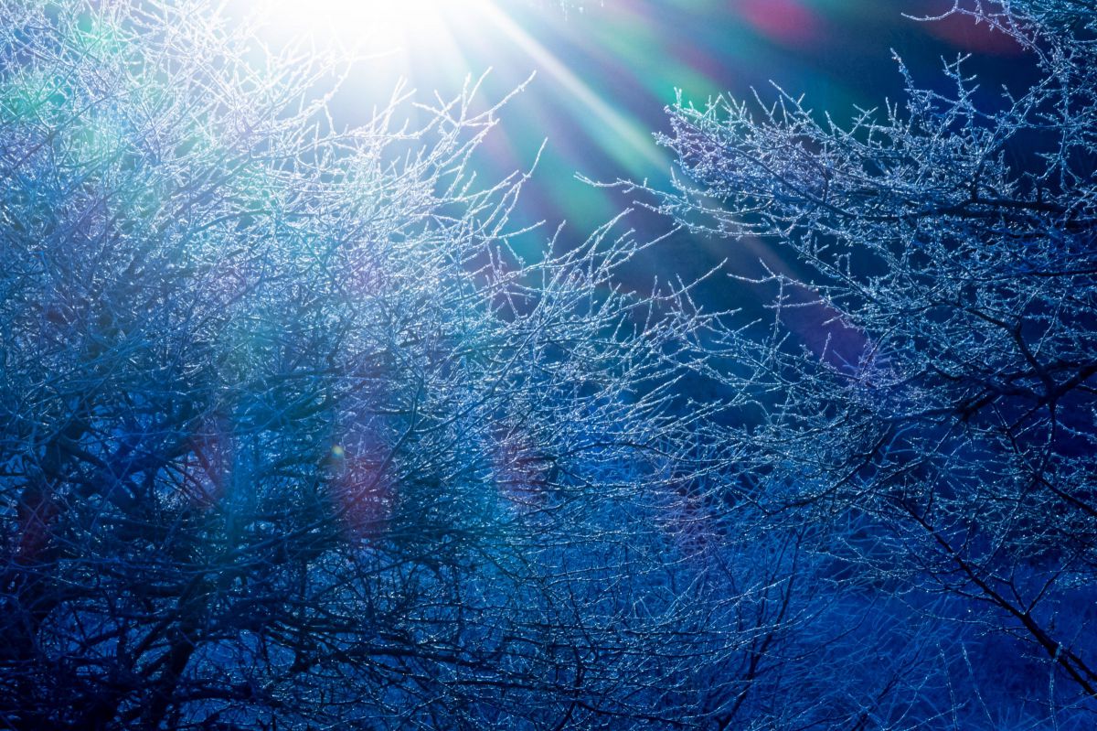 frozen shine Ⅱ | GANREF