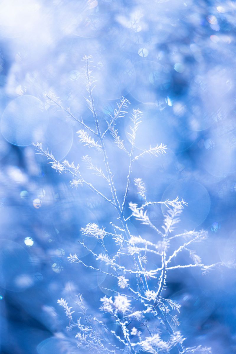 frozen shine | GANREF