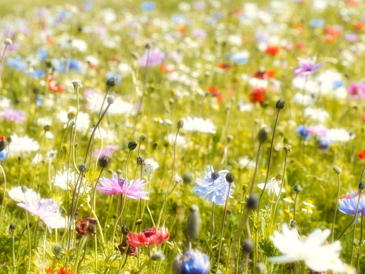 夢で見たような景色 Magical World | GANREF