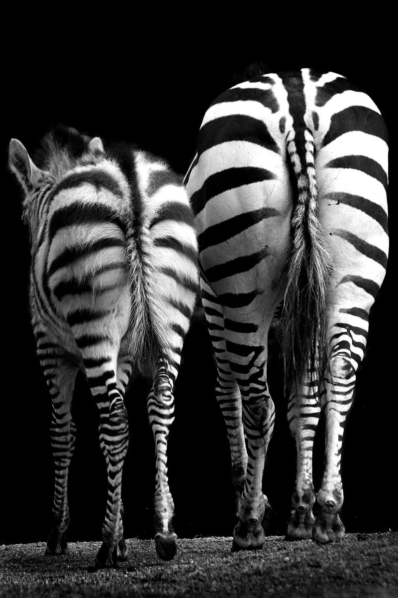 Zebra | GANREF