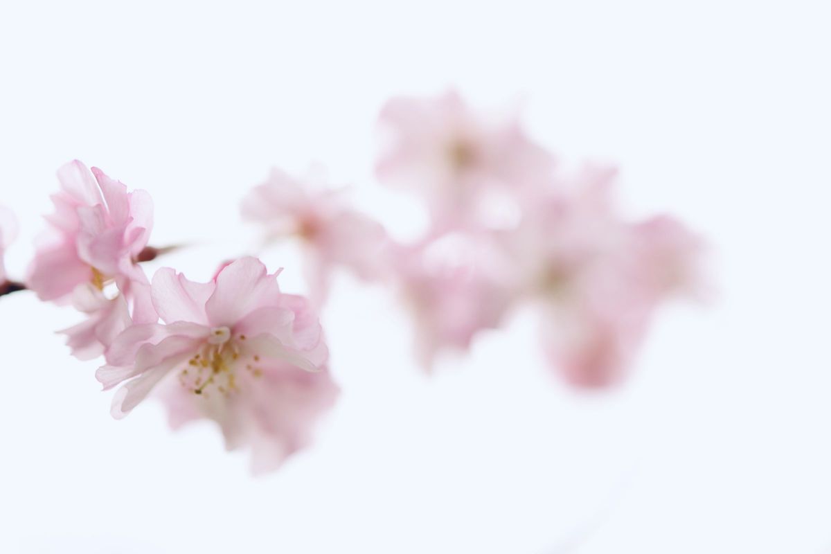 flowers#001 | GANREF