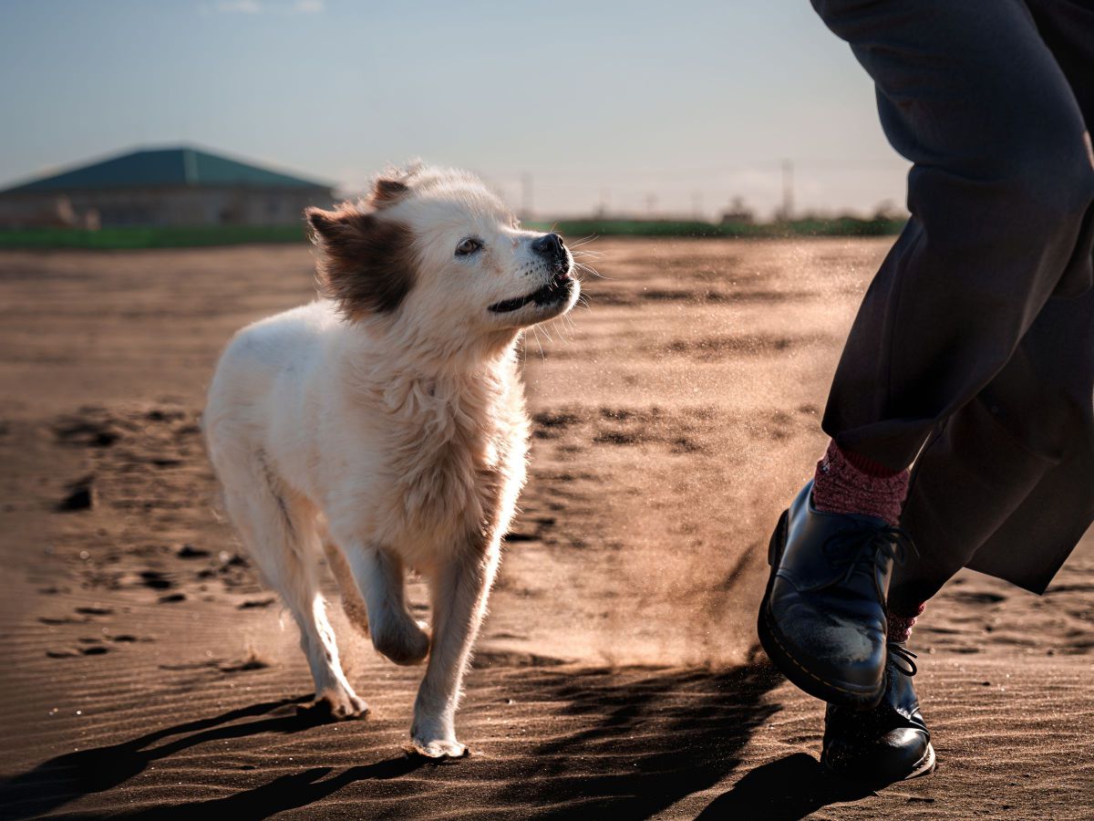 Running on the Beach 完成版 | GANREF