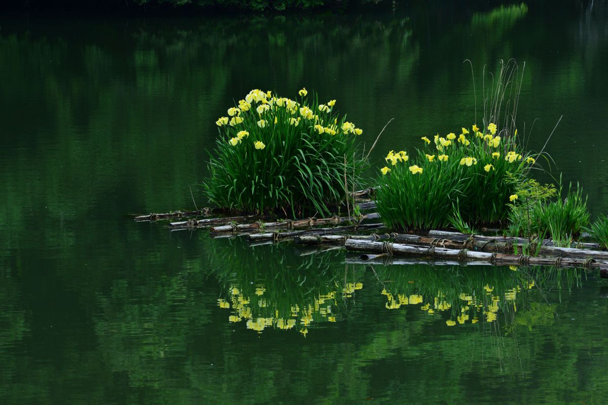 Yellow Iris | GANREF