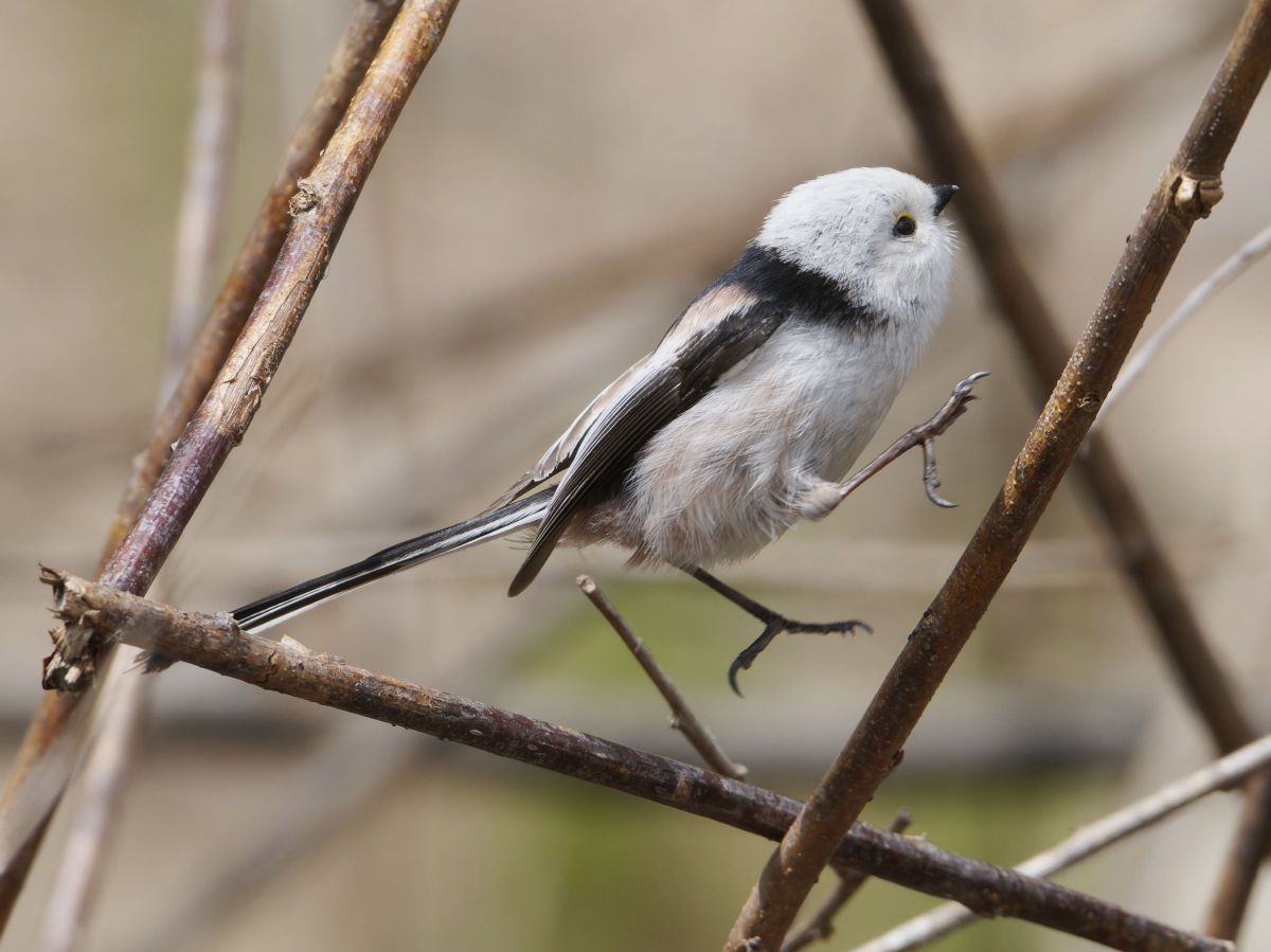 シマエナガ | GANREF