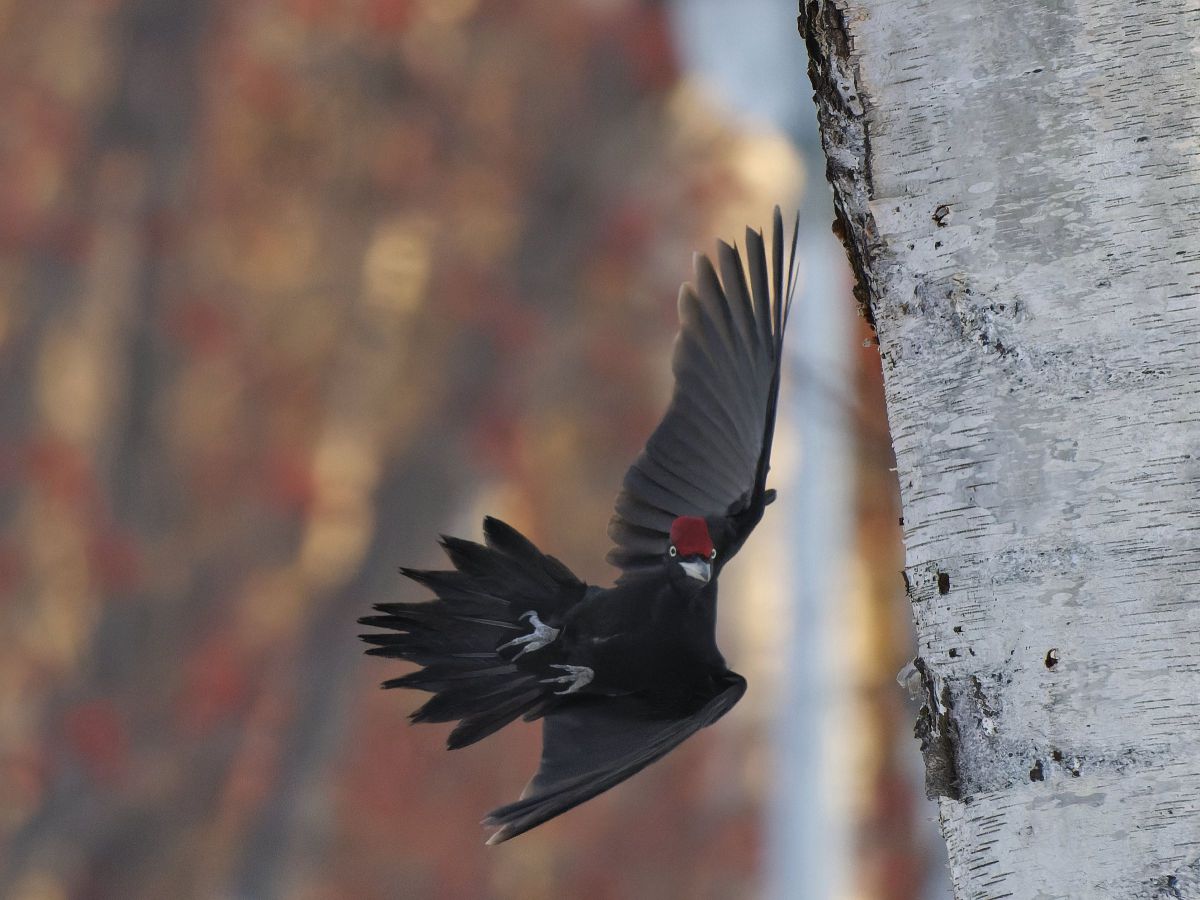 クマゲラ 急旋回 | GANREF
