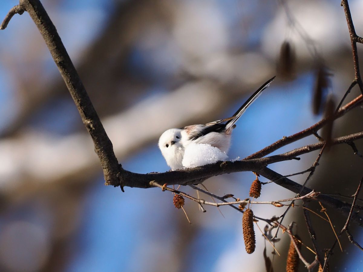 シマエナガ 46 | GANREF