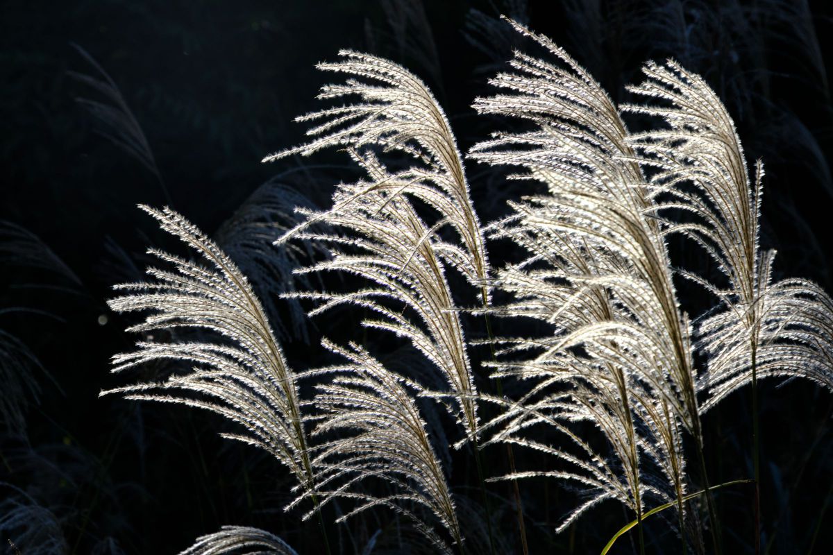 Silver Grass | GANREF
