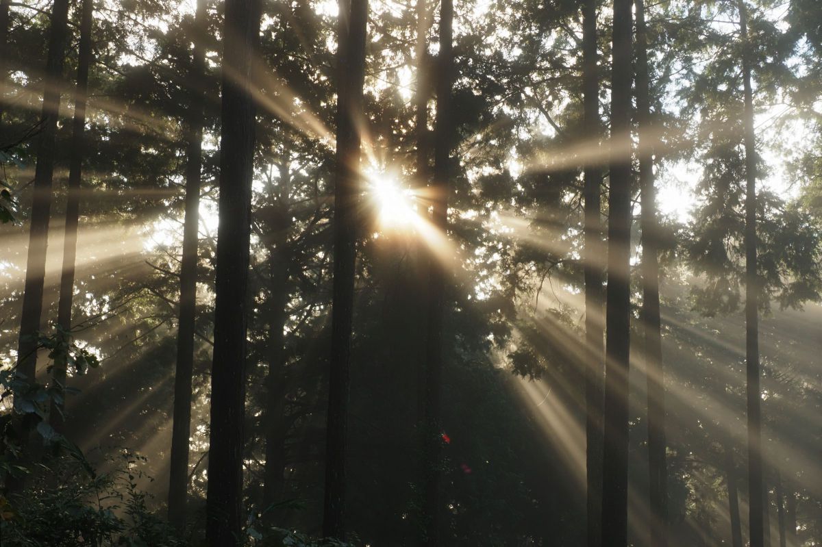 XROSS LIGHT | GANREF