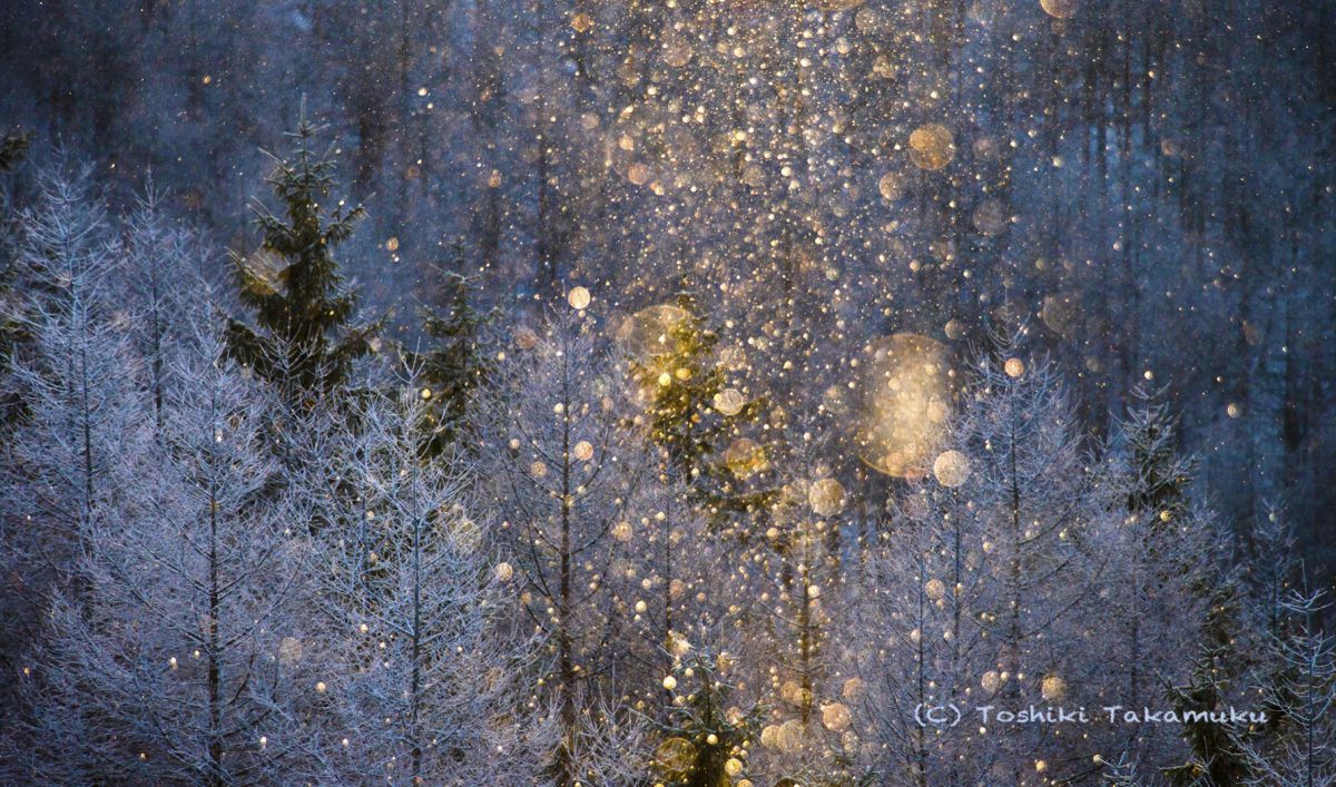 霧ヶ峰のDD | GANREF