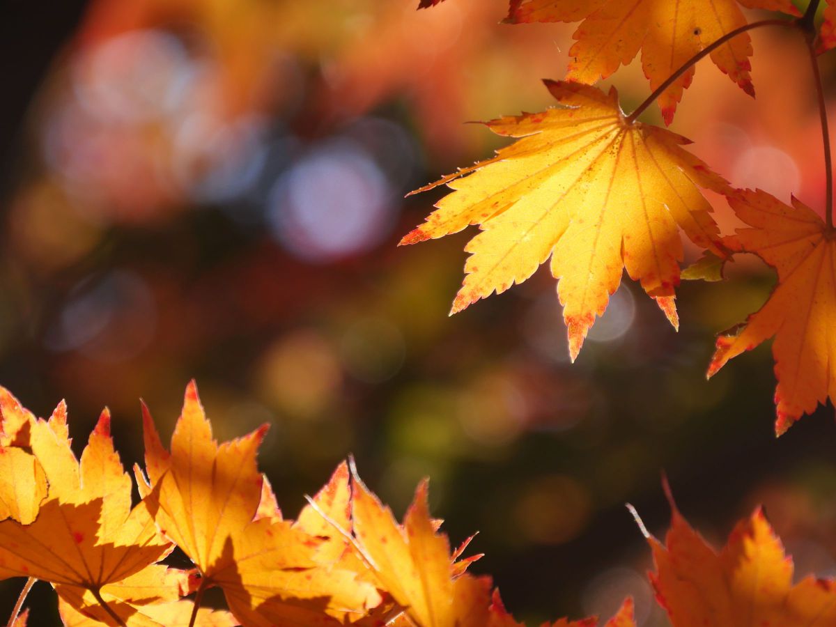 光に包まれて | GANREF