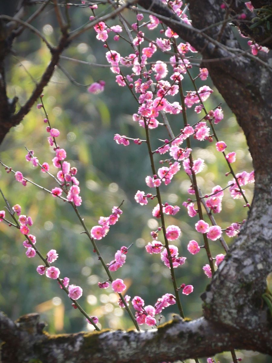 春よ来い | GANREF