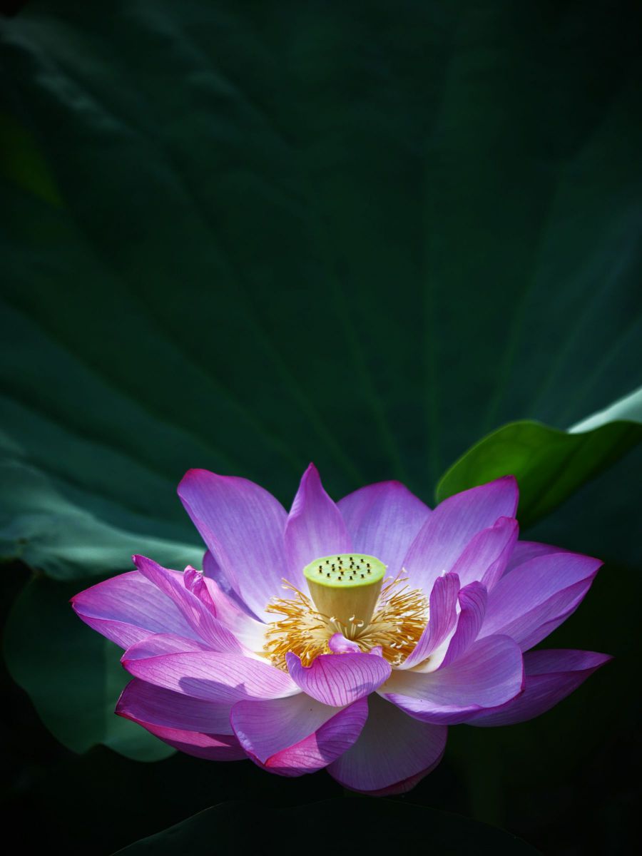 燃え尽きるまで | GANREF